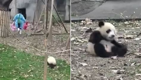 사육사가 자기 좋아하는 흔들 목마 훔쳐서 달아나버리자 뒤쫓다 결국 짜증 폭발한 아기 판다