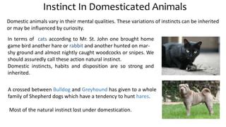 Instinct Pptx