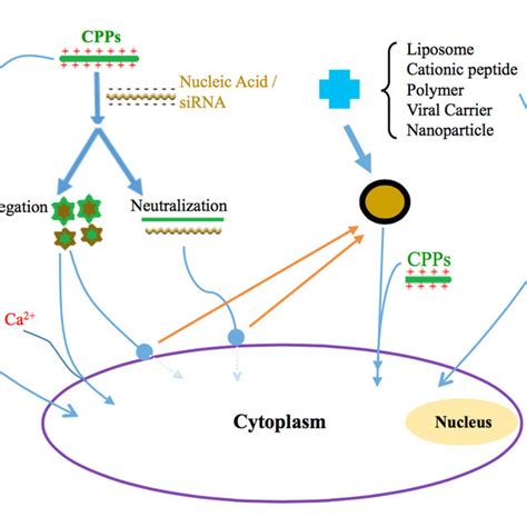 The Potential Use Of Cpps Cpps Has Been Widely Used As Modulators Or Download Scientific