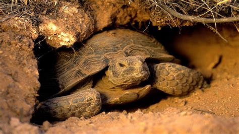 Desert Tortoise Burrow