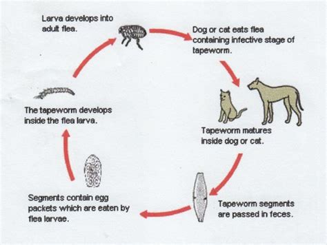 Tapeworms Flashcards Quizlet