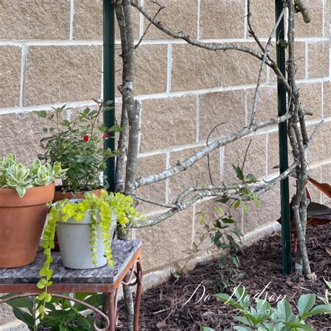 How To Build A Rustic Trellis For Your Clematis From Repurposed Branches Do Dodson Designs