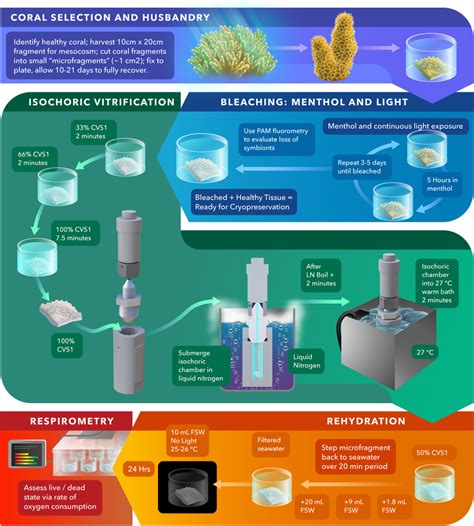Coral Cryopreservation And Revival Protocol Each Step Shown Here Is Download Scientific Diagram