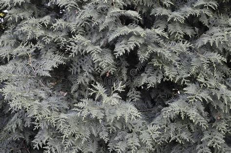 Ornamental Cypress Trees Stock Image Image Of Green 94266039