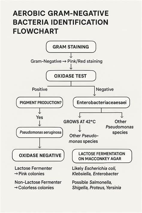 Microbiology Identifying Aerobic Gram Negative Bacteria Simplified This Flowchart Is A Quick