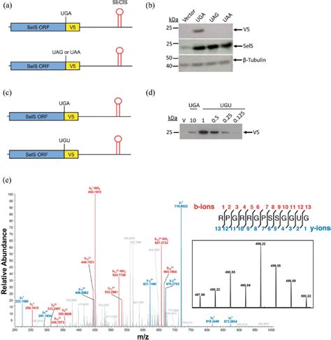 Validation Of The Sels V5 Surrogate Assay A Schematic Representation Download Scientific