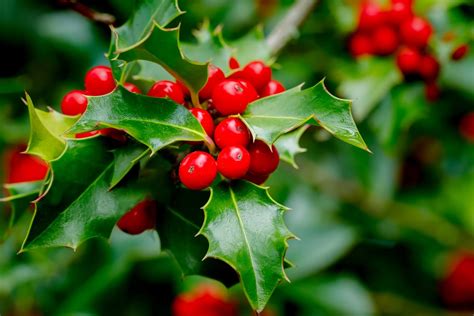 Ilex Crenata Verzorgen De Complete Gids MOOWY