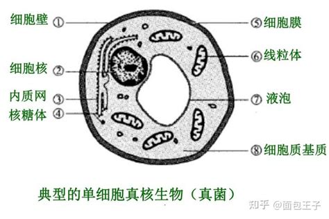你可能没有想象中那么了解酵母 说说酵母的知识 知乎