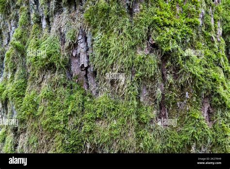 Tree Bark With Moss Stock Photo Alamy Tree Bark With Moss Stock Photo Alamy