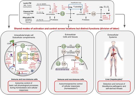 Frontiers The Complement System In Neurodegenerative And Inflammatory