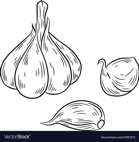 Garlic Drawing Isolated On White Background Vector Image