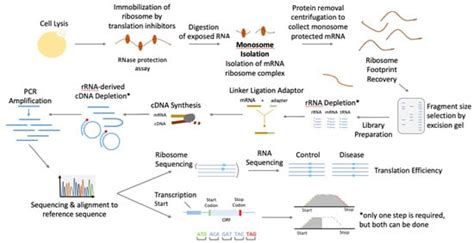 Cells Free Full Text Tracing Translational Footprint By Ribo Seq Principle Workflow And
