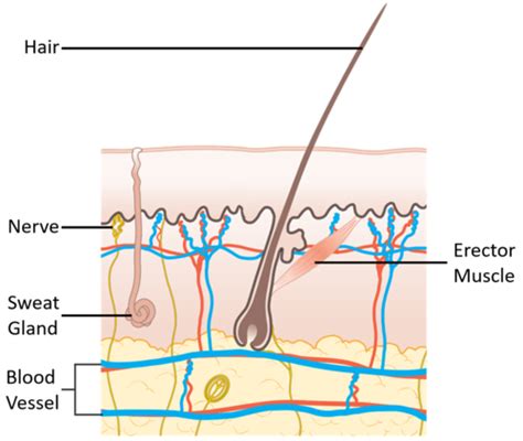Thermoregulation Key Stage Wiki