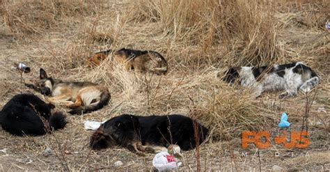 НОХОЙД ХАЗУУЛСНЫ УЛМААС 11 ХҮН ГЭМТЖЭЭ