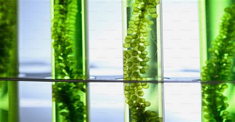 생명 공학 실험실의 조류 바이오 연료 광 생물 반응기 바이오 연료 산업 실험실의 조류 연료 연구 사진 Unsplash의 태국 이미지