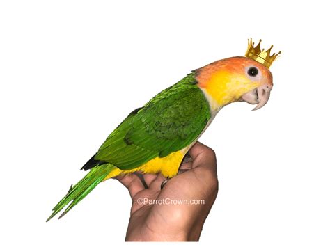 Lutino Yellow Princess Of Wales Parakeet Princess Parrot For Sale