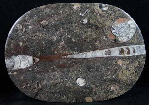 9 Oval Orthoceras And Goniatite Fossil Plate 11865 For Sale
