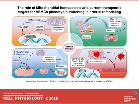 Mitochondrial Function In A Cell