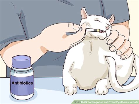 How To Diagnose And Treat Pyothorax In Cats 14 Steps