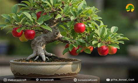Bonsai Apple Tree Care Guide Grow Fruit Indoors And Outdoors Bonsai Craft
