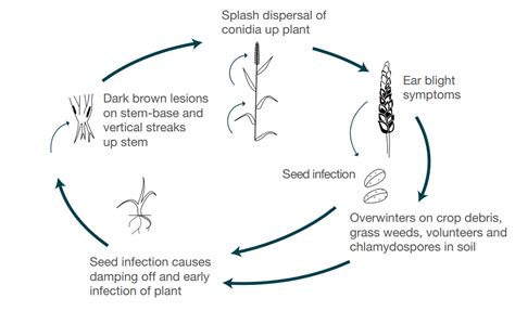 Ciclo De Vida Do Fusarium Oxysporum Ficha TÉcnica Fusarium Spp