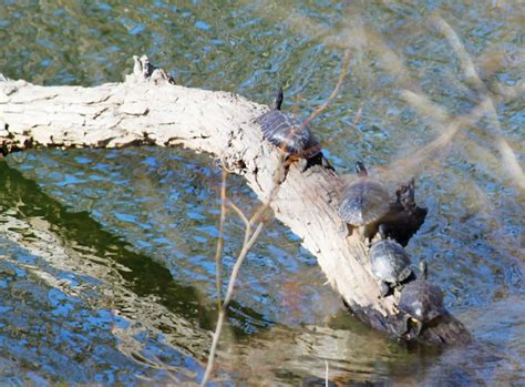 catching some rays | Capture photography, Prints for sale, Photography