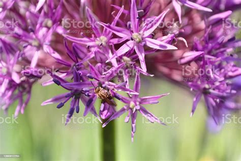 장식용 양파의 꽃에 수분을 공급하는 작은 꿀벌 매크로 선택적 초점 0명에 대한 스톡 사진 및 기타 이미지 0명 개화 개화기 Istock