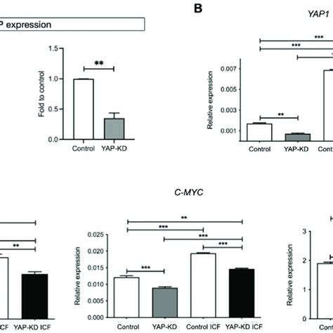 Expression Of Yap In Human Pdl Cells Under Compressive Force Loading Download Scientific