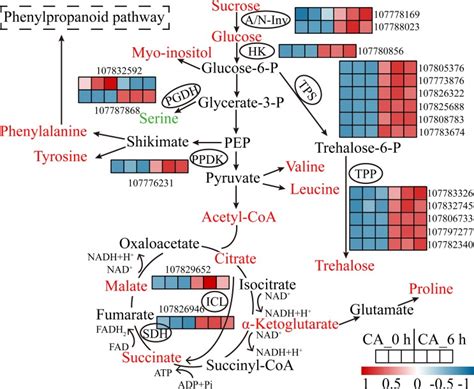 Combined Transcriptomic And Metabolomic Analyses Uncover Rearranged