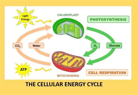 biology unit 4c cell energy diagram quizlet