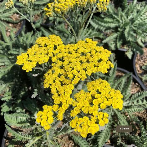 Yellow Yarrow Achillea Moonshine Plants Express