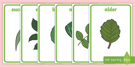 Identifying Trees Display Posters Teacher Made Twinkl