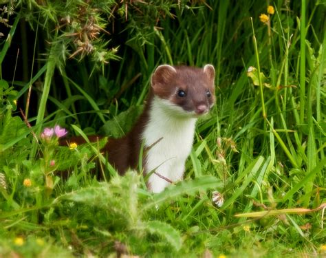 Stoat