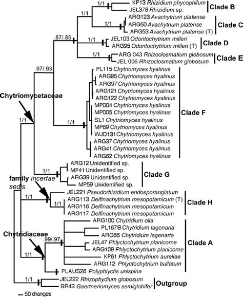 maximum parsimony majority rule consensus tree derived from analyses of