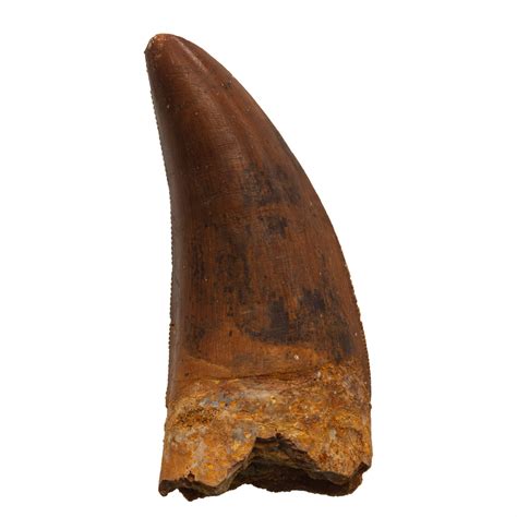 Carcharodontosaurid Tooth 2 06 Inch The Fossil Emporium