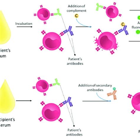 Methods To Detect Anti Hla Antibodies Download Scientific Diagram