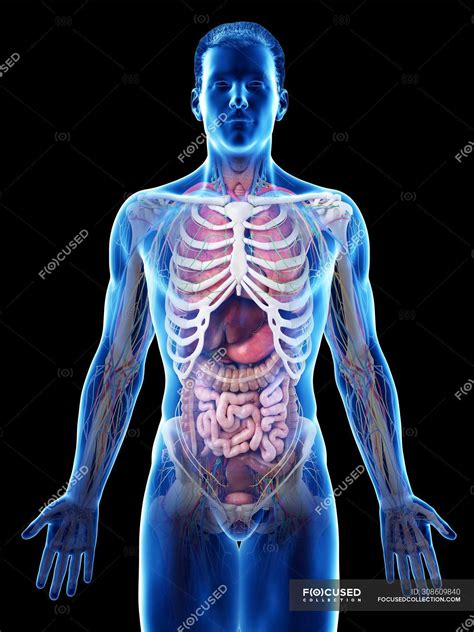 Inside Body