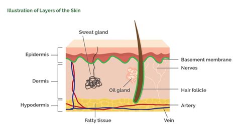 The Anatomy Of Human Skin An In Depth Diagram