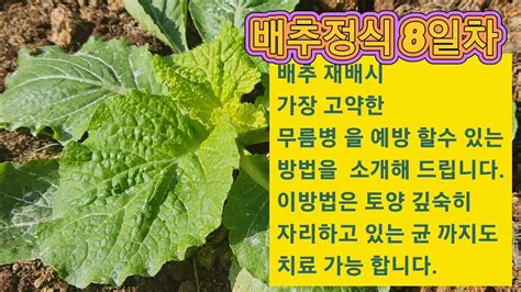 배추정식 8일차 무름병 없이 키우기배추 배추농사 배추재배 Youtube