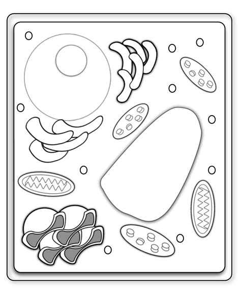Plant Cell Diagram Quizlet Plant Cell Diagram Quizlet