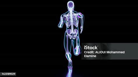 달리기 남자의 골격 시스템 달리는 동안 뼈 해부학 인간의 육체 및 스포츠 조깅하는 사람 달리기 남자 의학적으로 정확한 피트니스