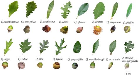 Germplasm Resources And Distribution Of Oaks In China Encyclopedia Mdpi