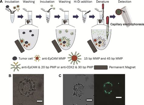 A Schematic Illustration Of Detecting Cancer Cells By Combining The Download Scientific