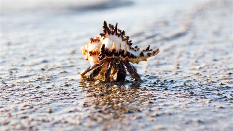 Beware The Human Hermit Crab Thieves Of Creativity Masquerading As