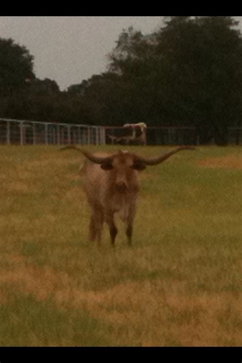 Longhorn Longhorn