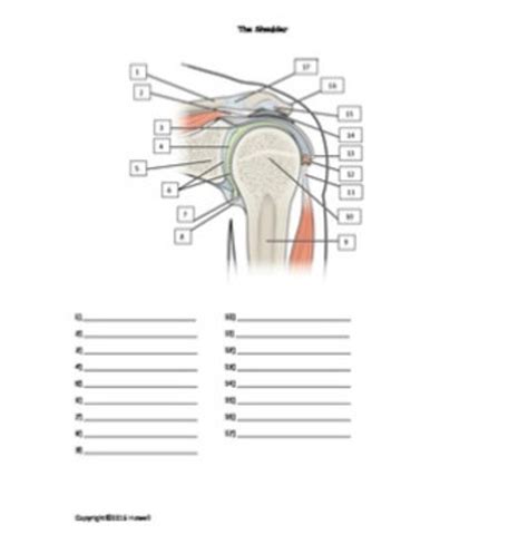 Anatomy Of The Shoulder Review Bundle For Anatomy Or Physiology Amped Up Learning