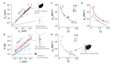 scaling of flight related morphology a near isometric scaling of