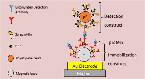 Electrochemical Sensors Based On Enzyme Linked Immunosorbent Assay T2