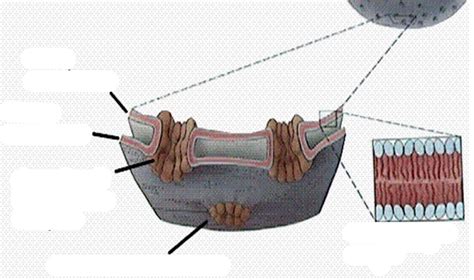 Nuclear Envelope Membrane Labelling Diagram Quizlet