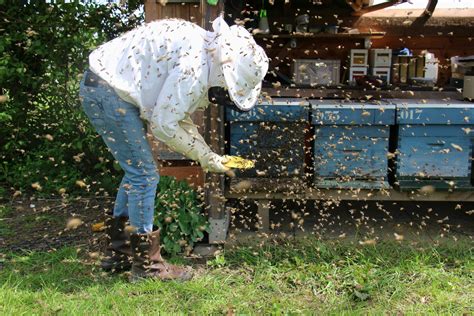 Start A Beehive The Only Guide You Need For Tools Tips And Tricks